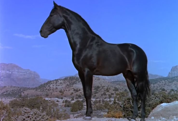 Le lion et le cheval